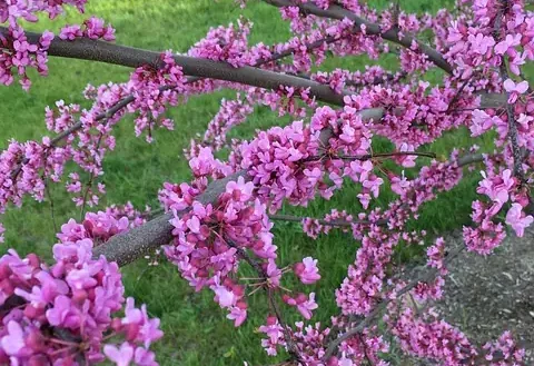 11 Best Trees for Bees | Top Bee-Friendly Trees in NC